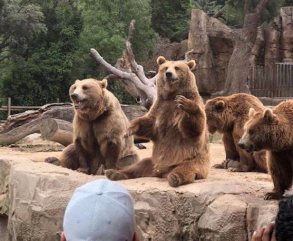 Just A Bunch Of Bears Having A Good Time | KLYKER.COM