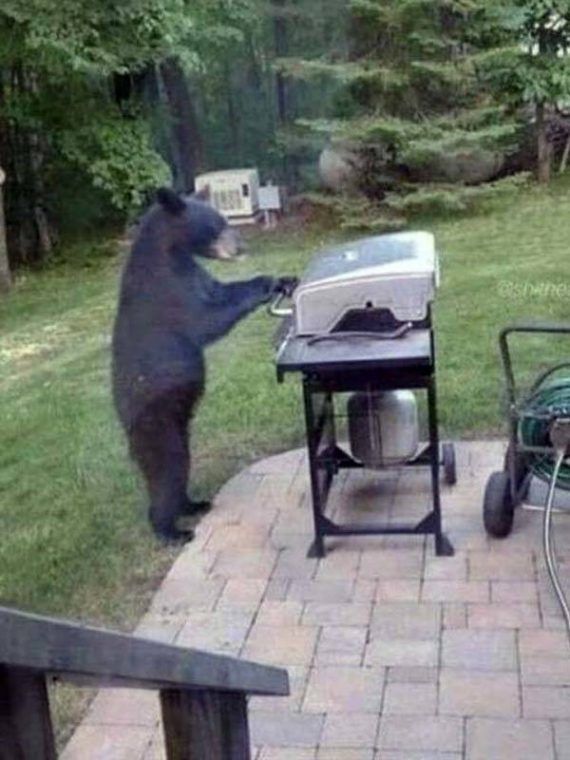 Just A Bunch Of Bears Having A Good Time | KLYKER.COM