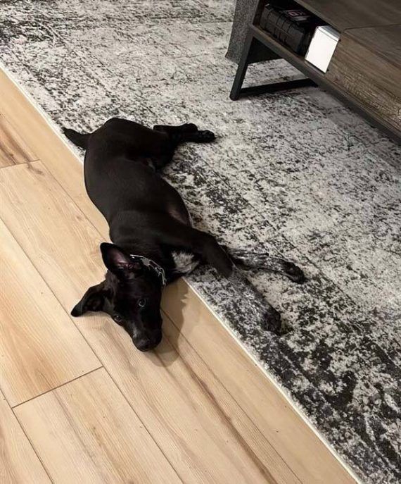 40 Funny Examples Of Accidental Camouflage | KLYKER.COM