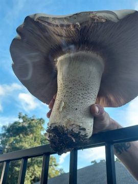 Well, That’s Really Big #5 | KLYKER.COM