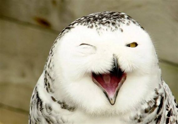 Get Ready For Funny Animals #251 | KLYKER.COM