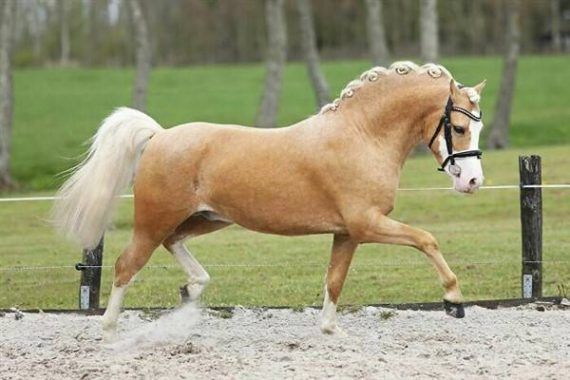 Graceful Horses | KLYKER.COM