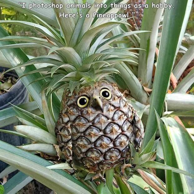 Random Pictures With Captions #32 | KLYKER.COM