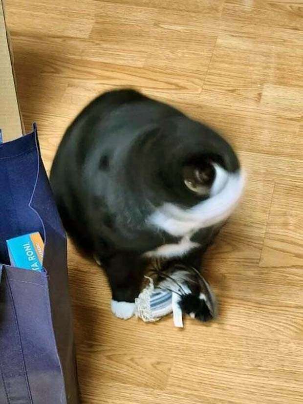 Perfectly Timed Photos #19 | KLYKER.COM