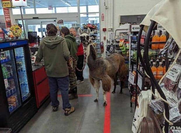 Get Ready for Funny Animals #334 | KLYKER.COM