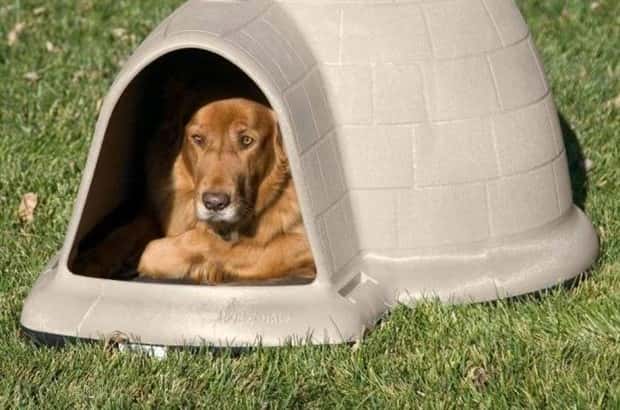 Happy Dogs in Lavish Dog Houses | KLYKER.COM