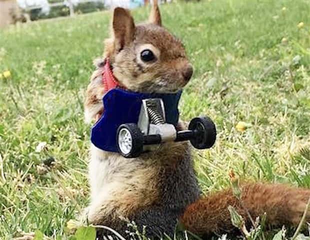 Amazing Prosthetics for Disabled Animals | KLYKER.COM