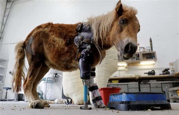 Amazing Prosthetics for Disabled Animals | KLYKER.COM