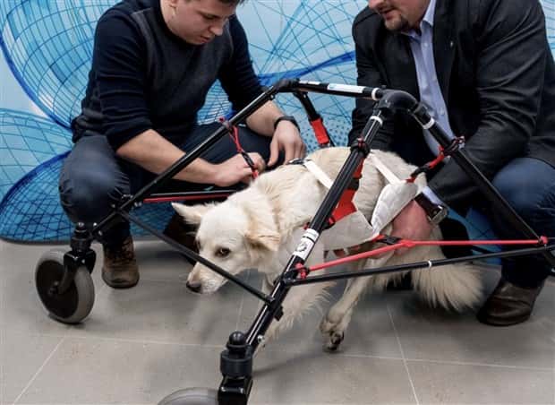 Amazing Prosthetics for Disabled Animals | KLYKER.COM