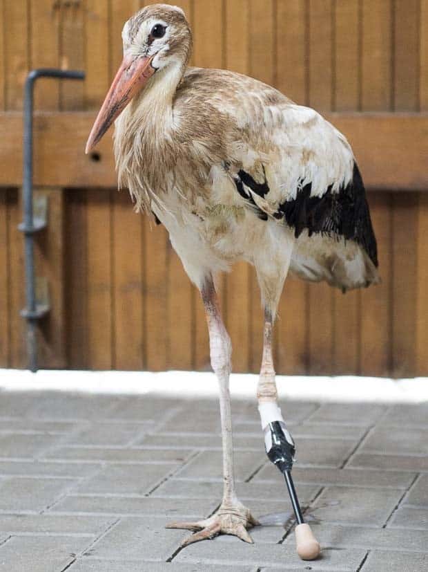 Amazing Prosthetics for Disabled Animals | KLYKER.COM
