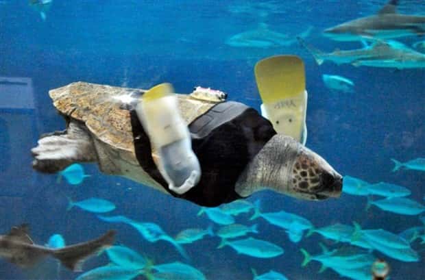 Amazing Prosthetics for Disabled Animals | KLYKER.COM