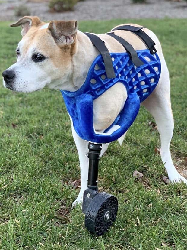 Amazing Prosthetics for Disabled Animals | KLYKER.COM