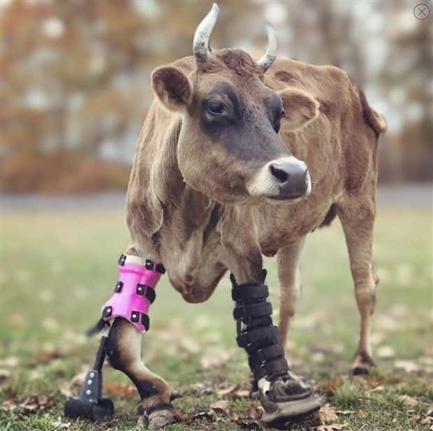 Amazing Prosthetics for Disabled Animals | KLYKER.COM