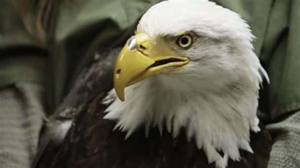 Amazing Prosthetics for Disabled Animals | KLYKER.COM