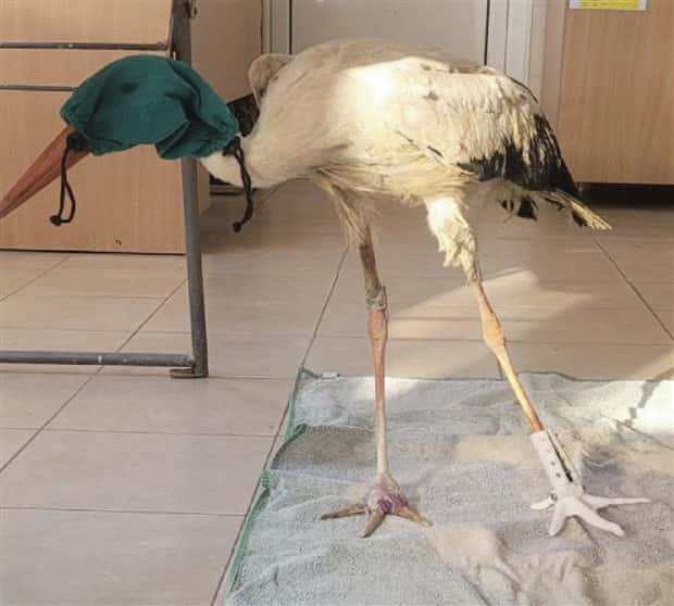 Amazing Prosthetics for Disabled Animals | KLYKER.COM