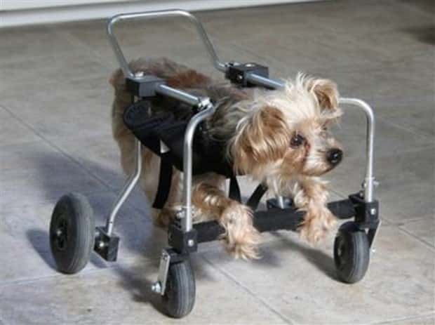 Amazing Prosthetics for Disabled Animals | KLYKER.COM