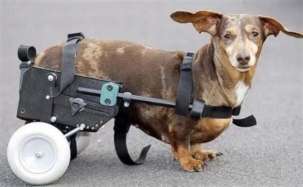 Amazing Prosthetics for Disabled Animals | KLYKER.COM