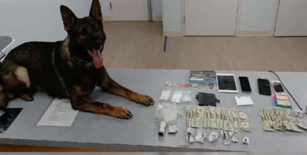 25 Drug Dogs Posing With Their Finds | KLYKER.COM