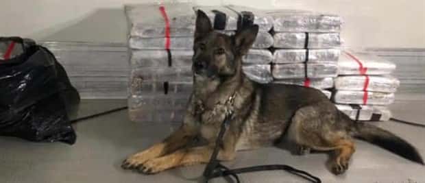 25 Drug Dogs Posing With Their Finds | KLYKER.COM