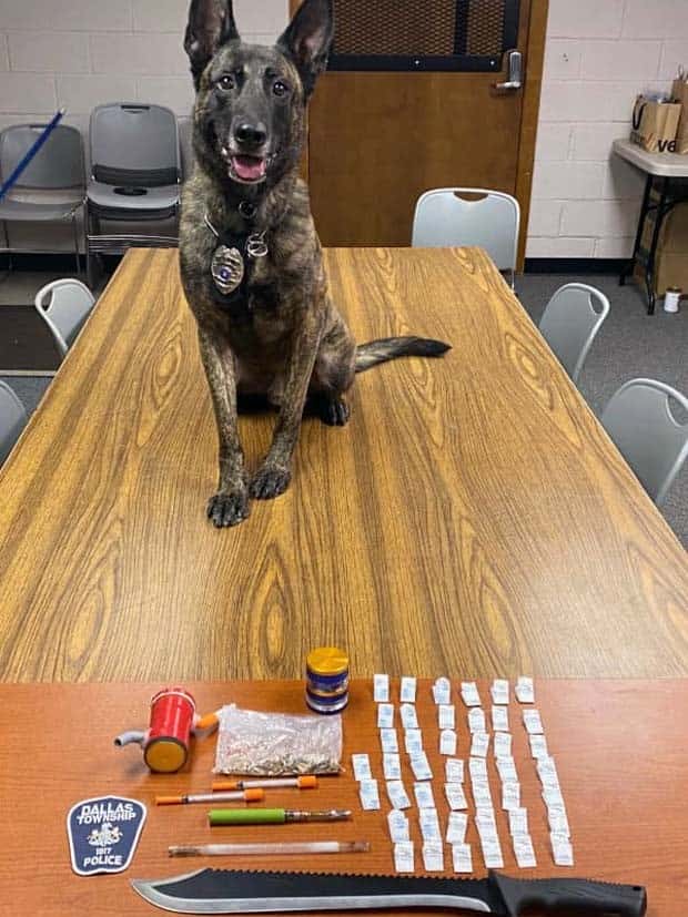 25 Drug Dogs Posing With Their Finds | KLYKER.COM