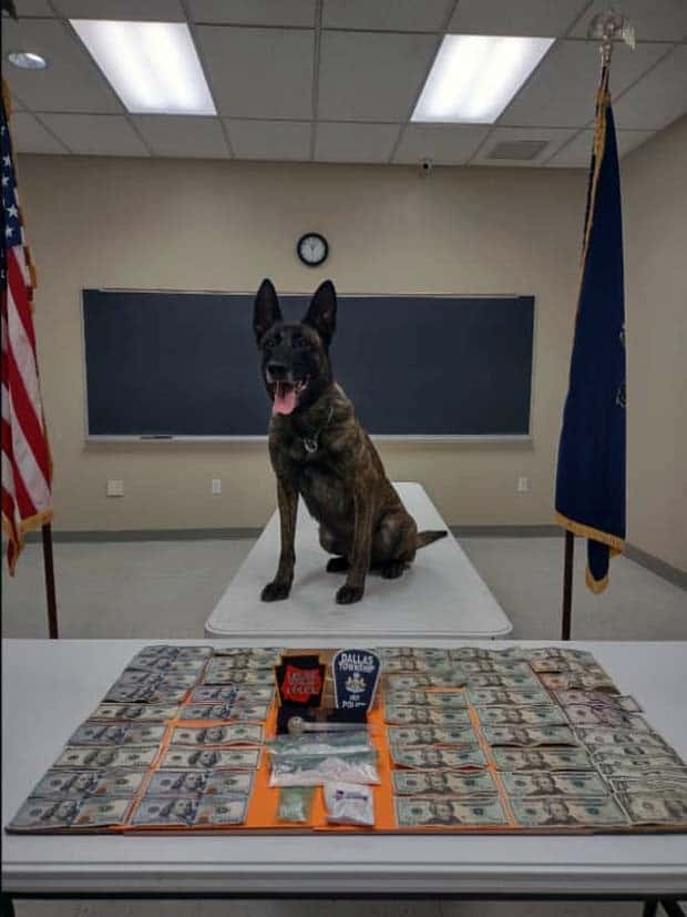 25 Drug Dogs Posing With Their Finds | KLYKER.COM