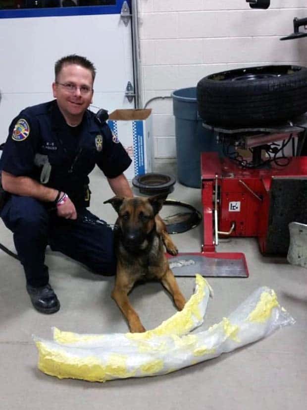 25 Drug Dogs Posing With Their Finds | KLYKER.COM