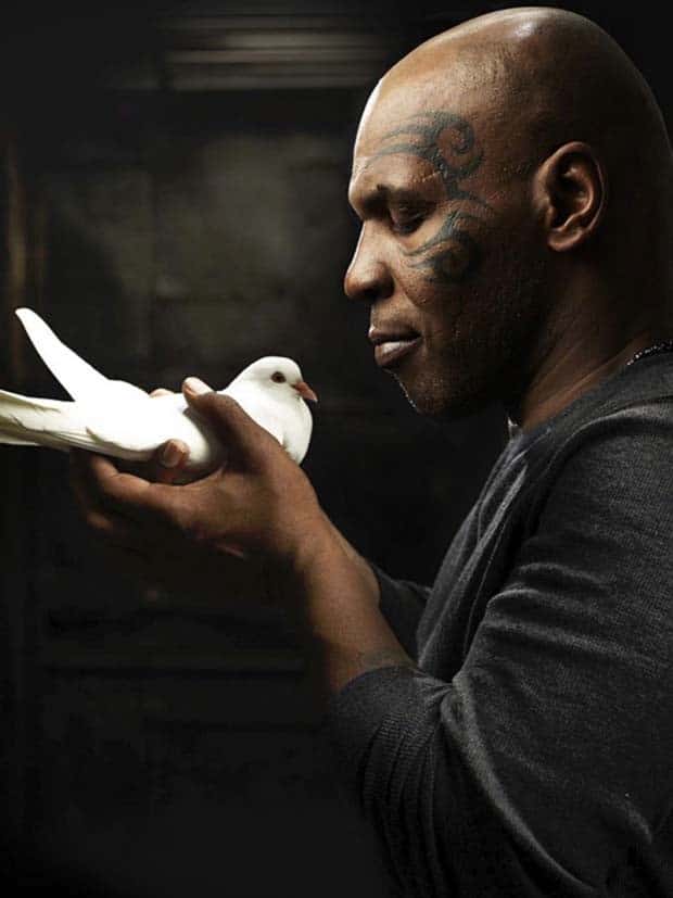 Mike Tyson’s Loving Bond with Pigeons | KLYKER.COM