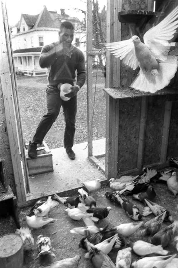 Mike Tyson’s Loving Bond with Pigeons | KLYKER.COM