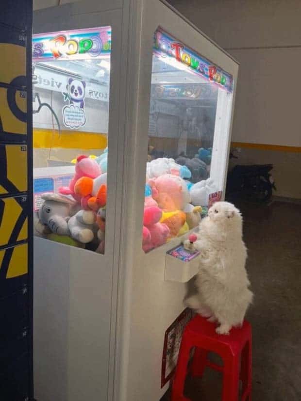 Get Ready for Funny Animals #370 | KLYKER.COM