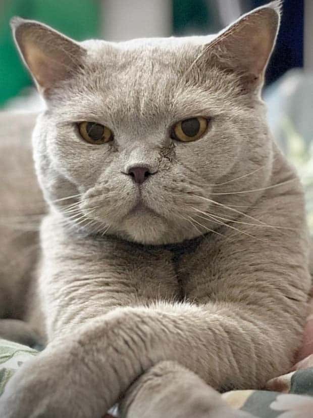 Get Ready for Funny Animals #370 | KLYKER.COM