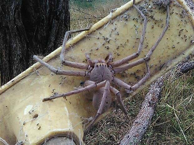 Oversized Insects That Look Scary AF | KLYKER.COM