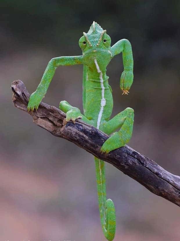 Get Ready for Funny Animals #375 | KLYKER.COM