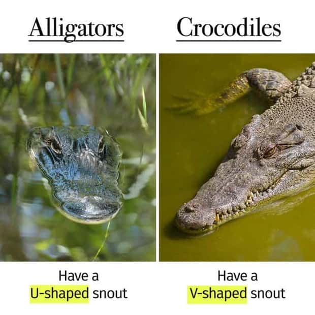 Things People Mix Up Constantly | KLYKER.COM