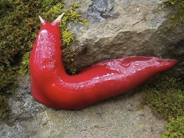 Scary Creatures You Only Find in Australia | KLYKER.COM