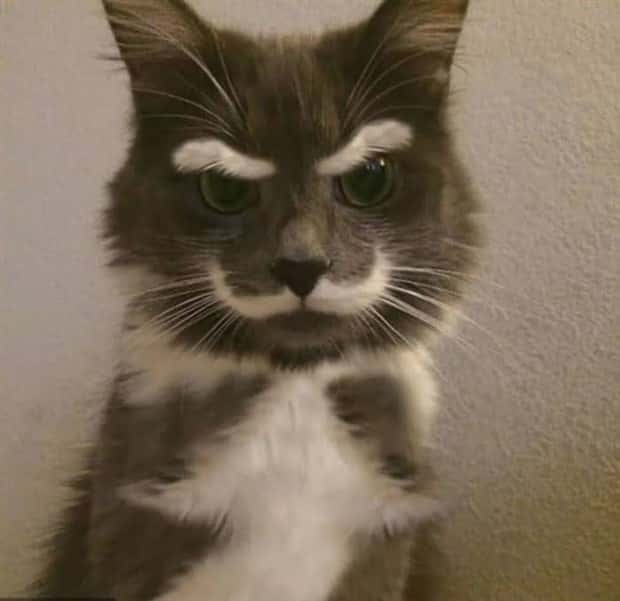 24 Animals With Unique Natural Markings | KLYKER.COM