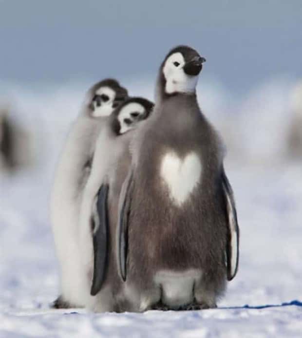 24 Animals With Unique Natural Markings | KLYKER.COM